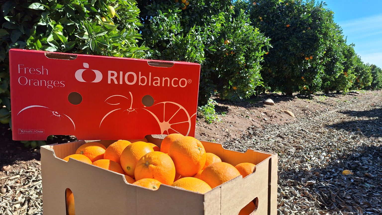 Inicio - RIOblanco