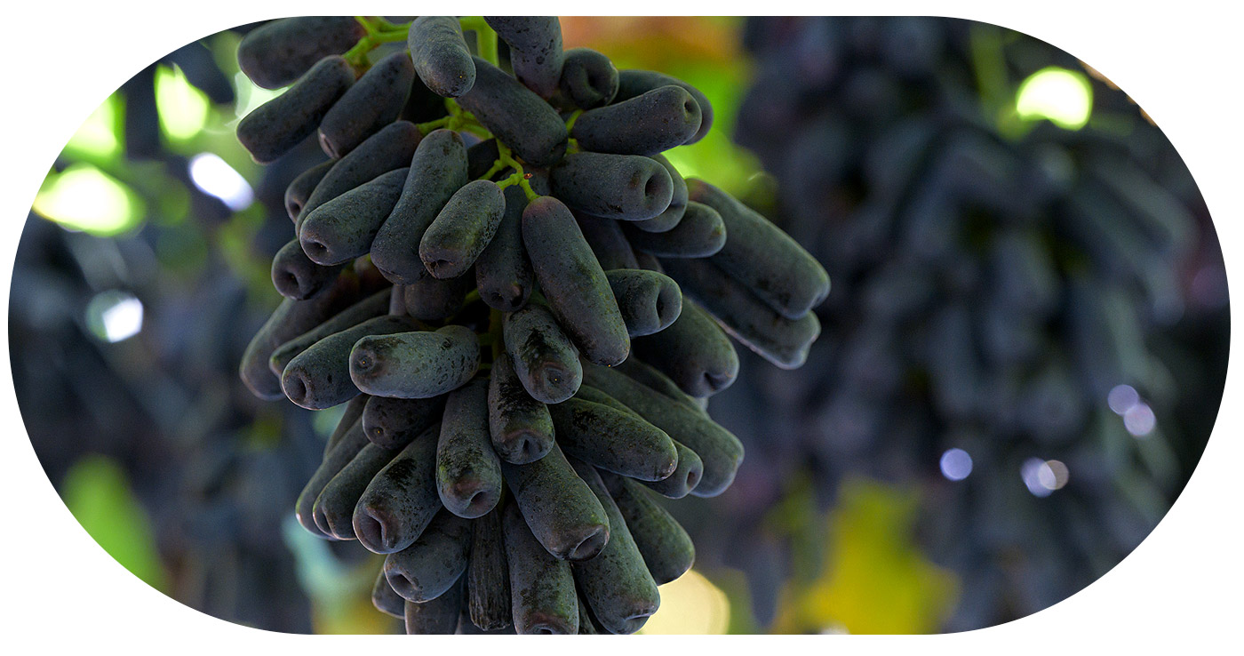 Table Grapes - RIOblanco