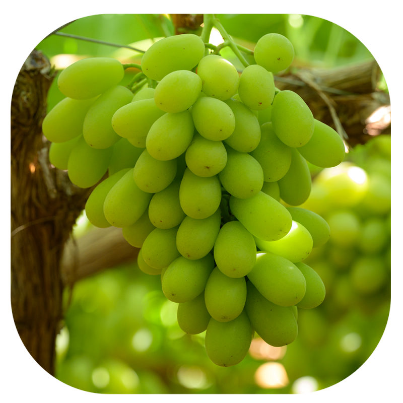 Table Grapes - RIOblanco